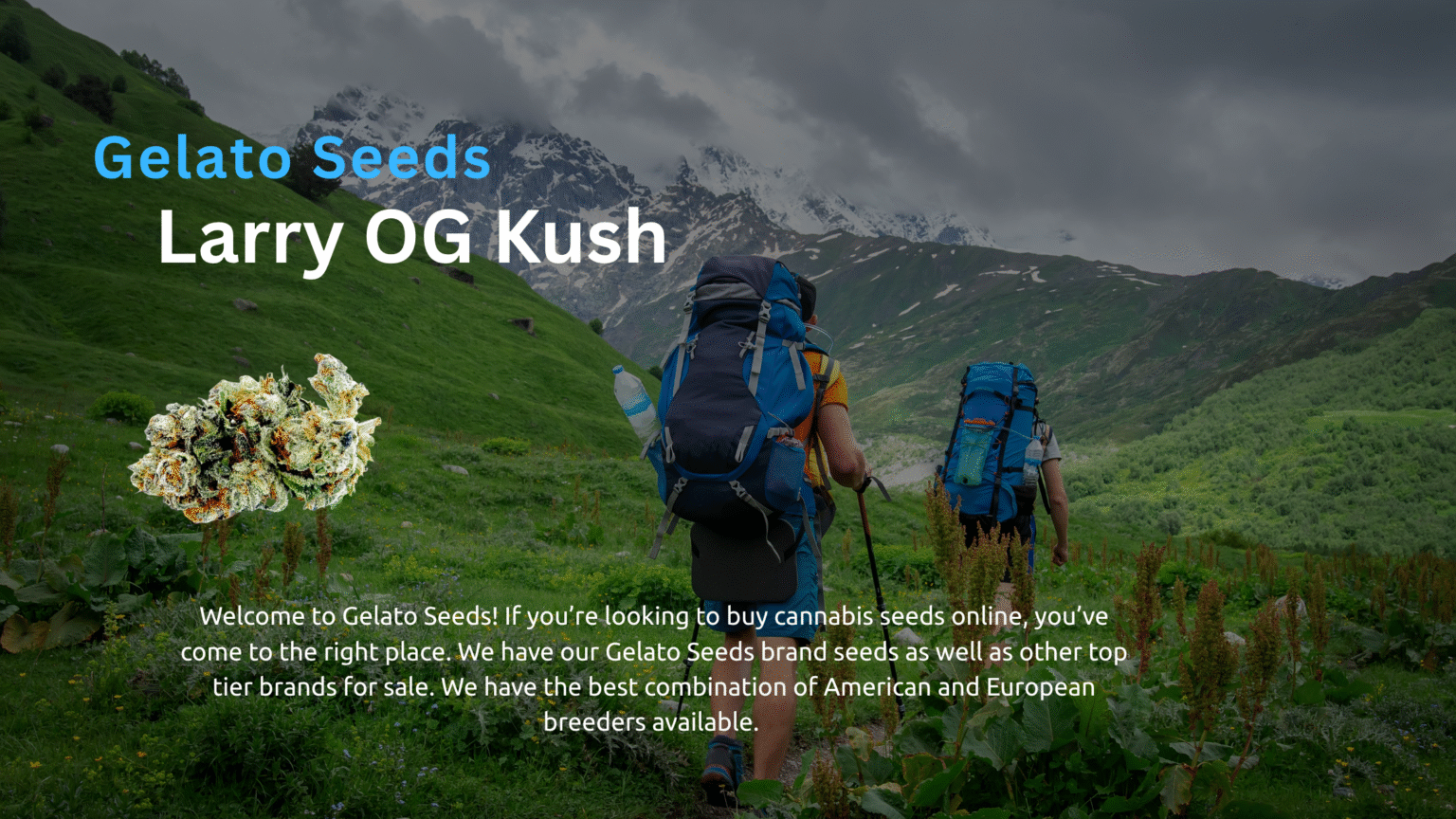 Everything you Need to Know About the Popular Larry OG Strain - Gelato ...