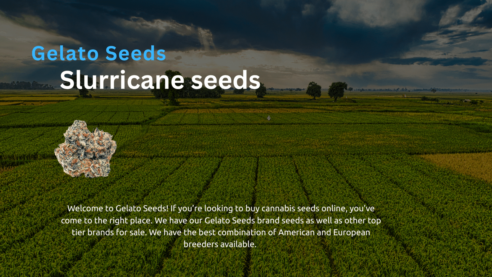 Learn about the Slurricane strain | Slurricane blog